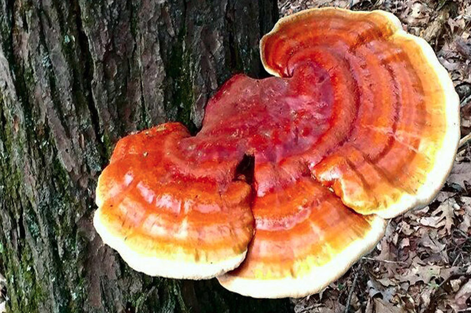 Los 5 Maravillosos Beneficios del Reishi - Pablo Wydler